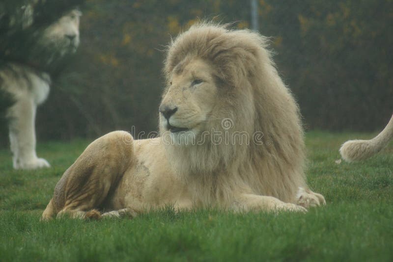 Afrikas Leonpar - Panthera Leo Fotografering för Bildbyråer - Bild av ...