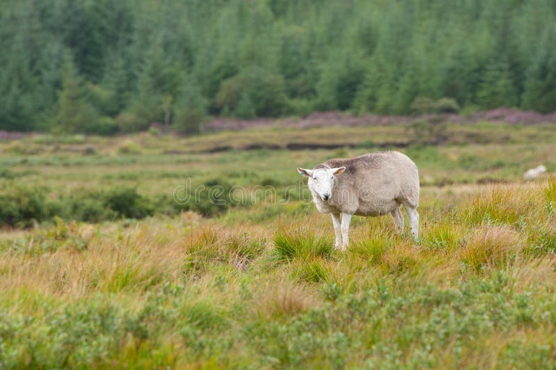 Getdjur arkivfoto. Bild av utomhus, bifokal, huvud, staket - 65473018