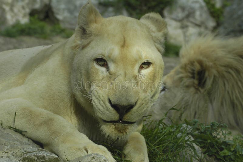 Vit tiger arkivfoto. Bild av jaguar, leopard, afrikansk - 32288364