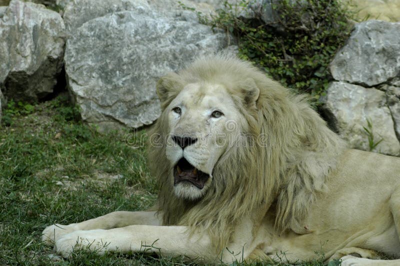 Vit tiger arkivfoto. Bild av jaguar, leopard, afrikansk - 32288364