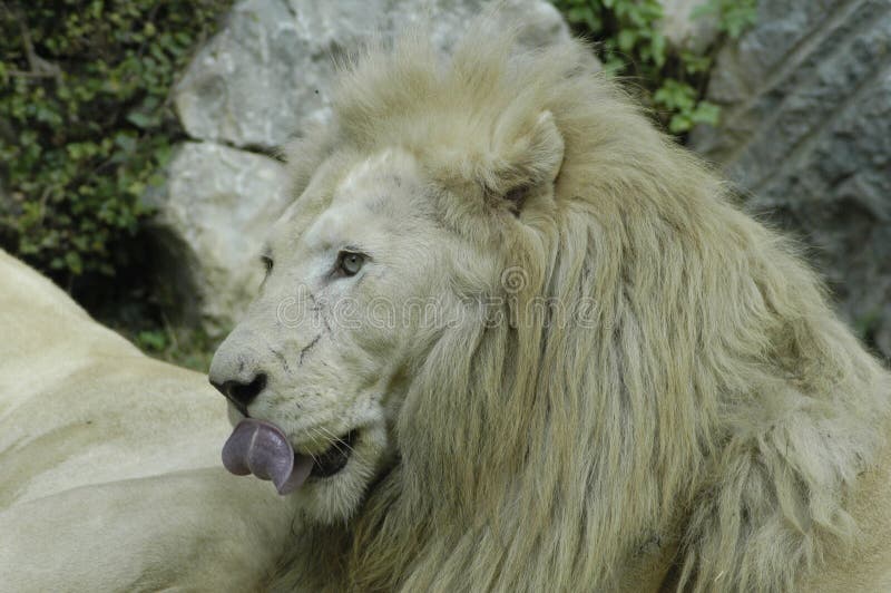 Vit tiger arkivfoto. Bild av jaguar, leopard, afrikansk - 32288364