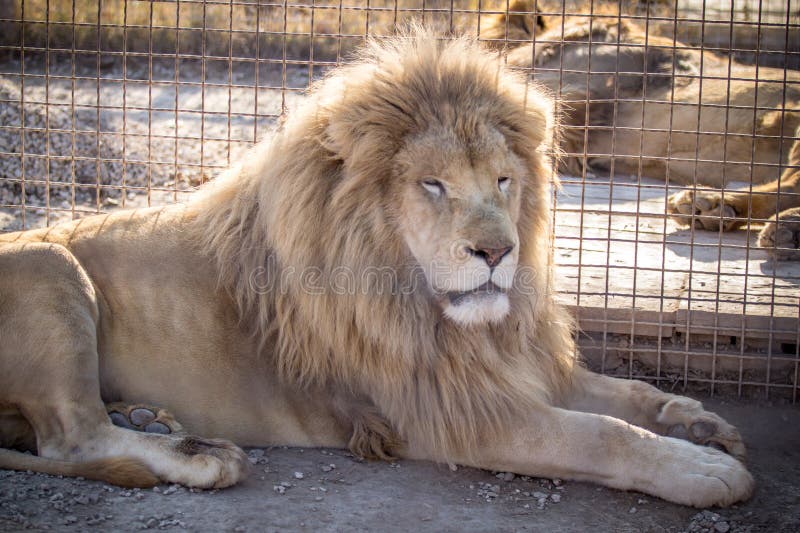 Vit tiger arkivfoto. Bild av albino, jakt, aggressoren - 98280648