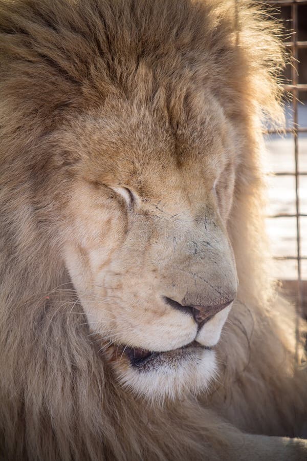 Vitt lejon arkivfoto. Bild av afrika, ligga, indier, framsida - 36229714