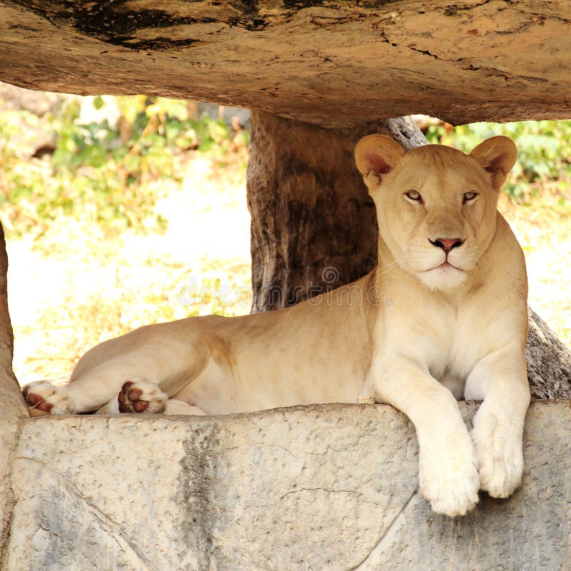 En vit lejon sover fotografering för bildbyråer. Bild av afrika - 43354113