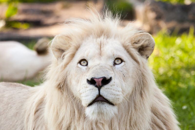 Vitt lejon fotografering för bildbyråer. Bild av stänga - 60233481
