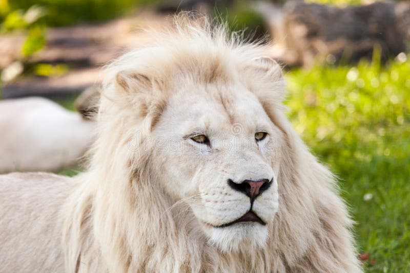 Vitt lejon fotografering för bildbyråer. Bild av stänga - 60233481