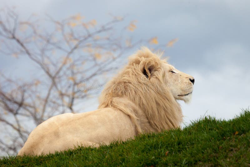 Det Vita Lejonet är En Sällsynt Färgmutation Fotografering för ...