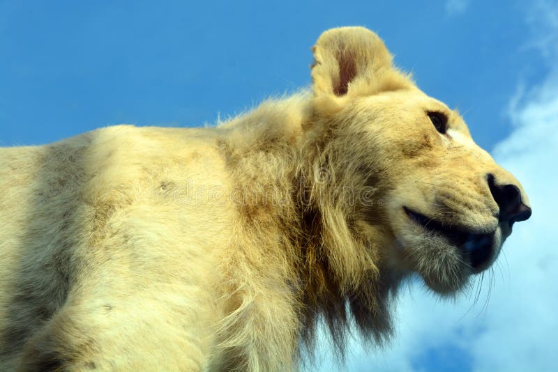 Vitt lejon arkivfoto. Bild av huvud, hörntand, fördjupning - 98089200