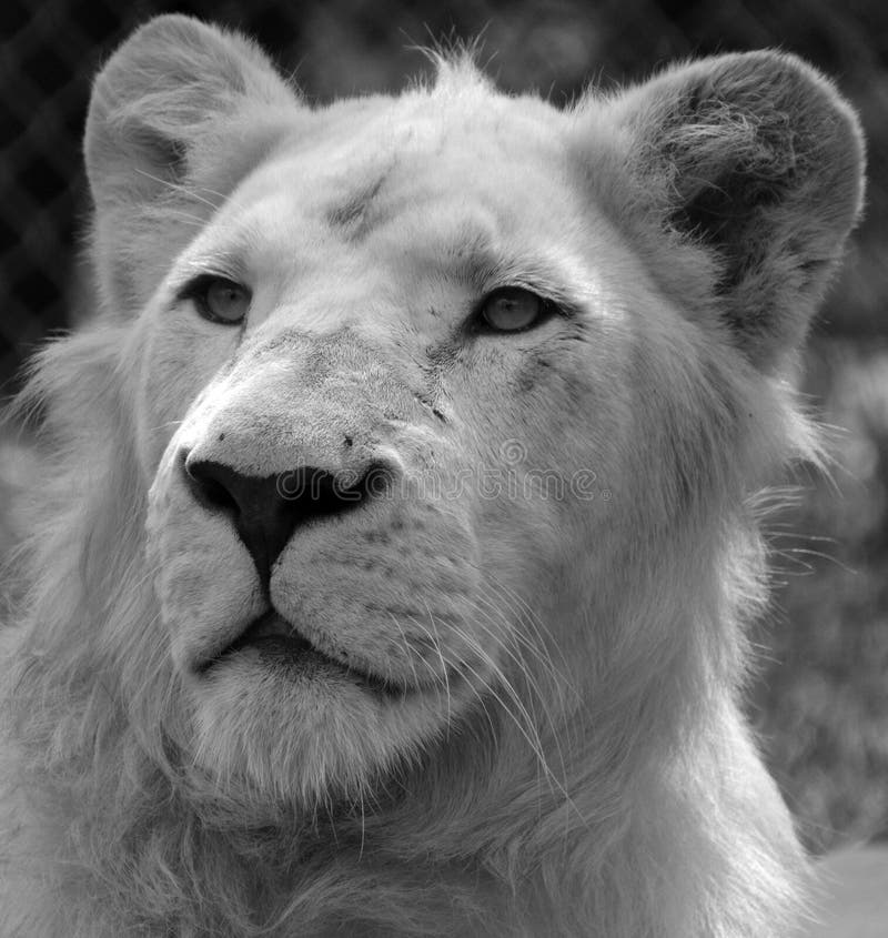 Vitt lejon arkivfoto. Bild av inavel, färg, först, rasande - 98089200