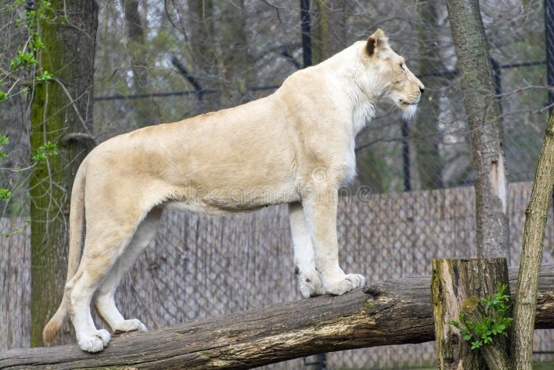 Vitt Lejon (den Pantheraleo Krugerien) Fotografering för Bildbyråer ...
