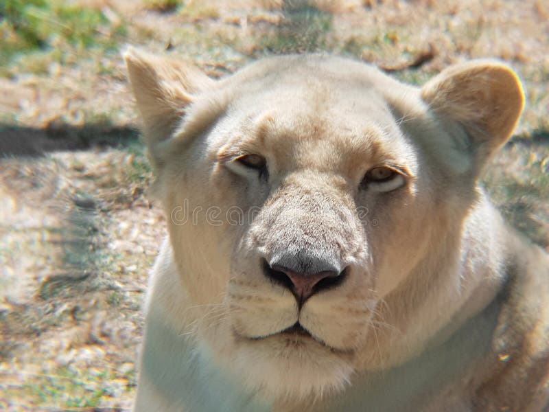 Vitt lejon i en zoo fotografering för bildbyråer. Bild av katt - 112247593