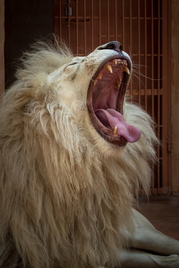 Vitt lejon i en zoobur fotografering för bildbyråer. Bild av anhydrous ...