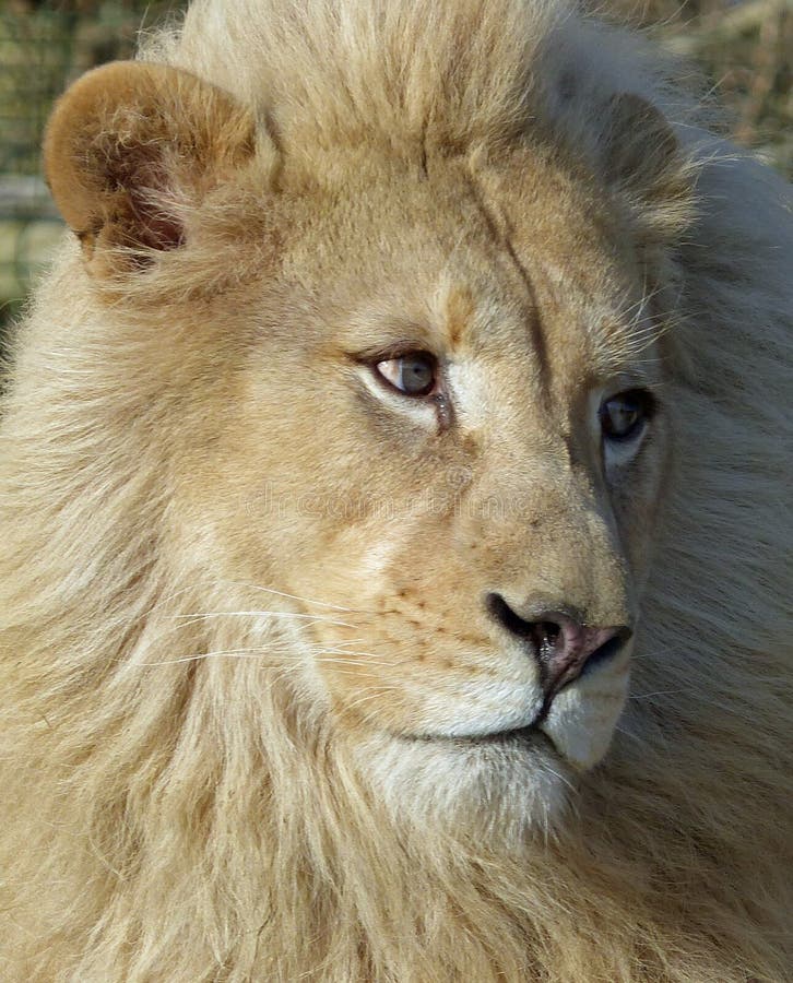 Vitt lejon - man arkivfoto. Bild av vitt, vild, bifokal - 42907674