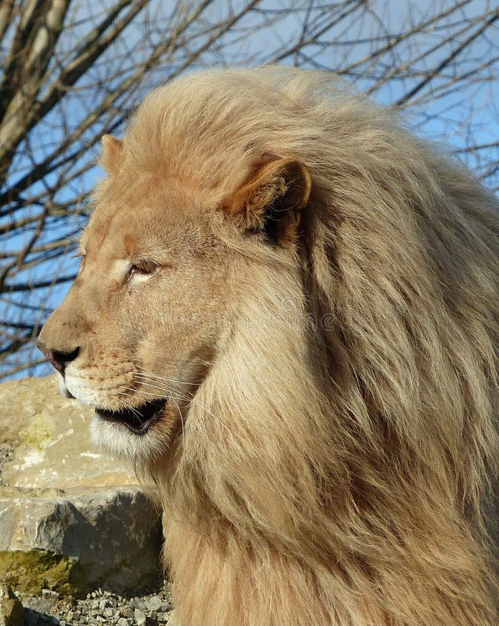 Vitt lejon - man arkivfoto. Bild av vitt, vild, bifokal - 42907674