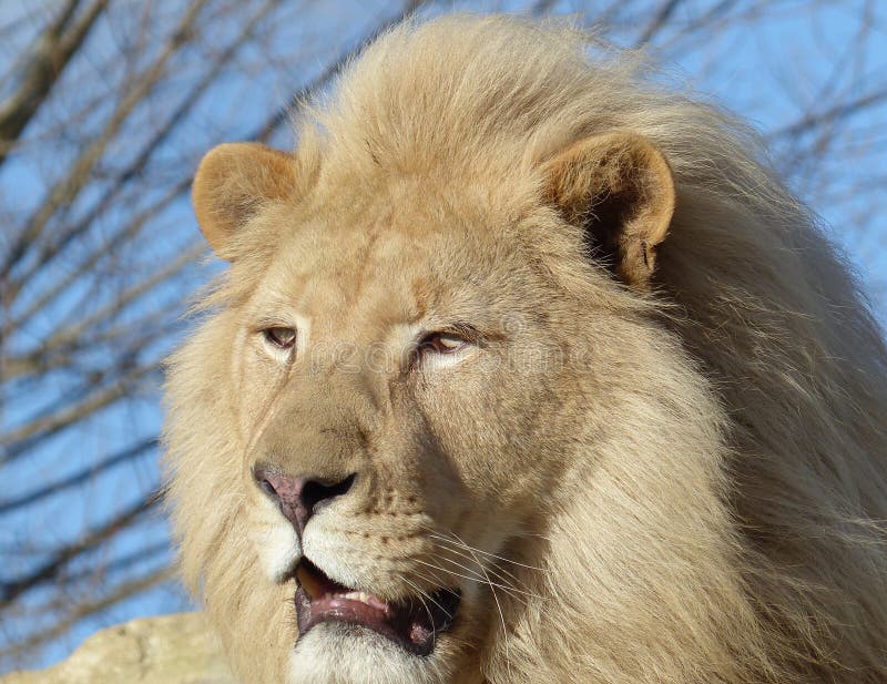 Vitt lejon - man arkivfoto. Bild av vitt, vild, bifokal - 42907674