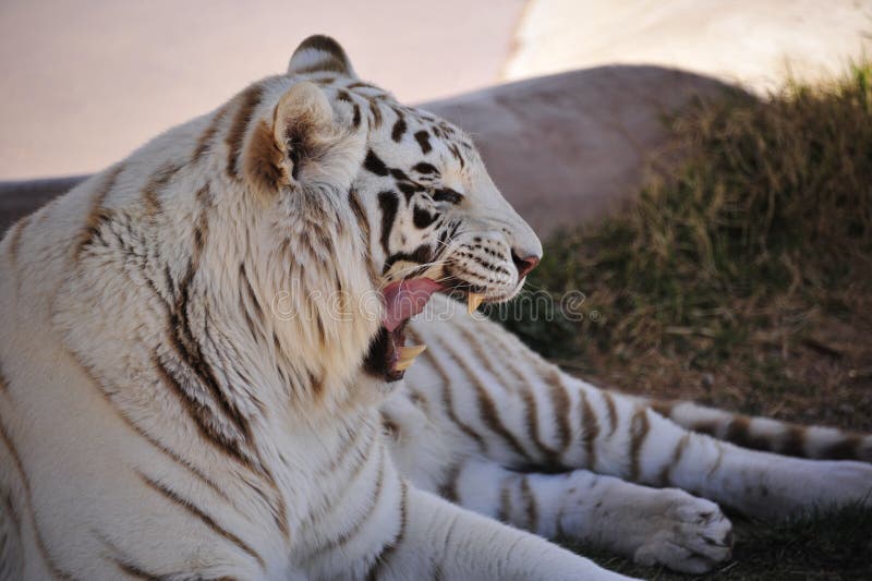 Lejon Som Visar Farliga Tänder Fotografering för Bildbyråer - Bild av ...