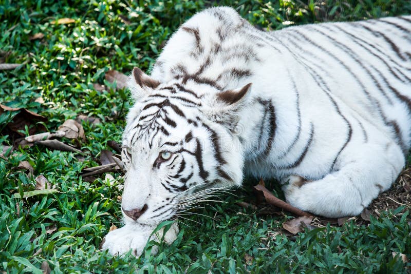 Vittiger I Nightsafarichiangmaien Thailand Fotografering för Bildbyråer ...