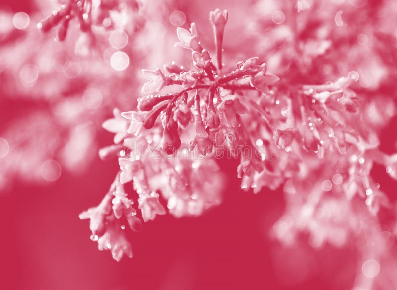 Viva Magenta Color Background Stock Image - Image of color, colorful ...