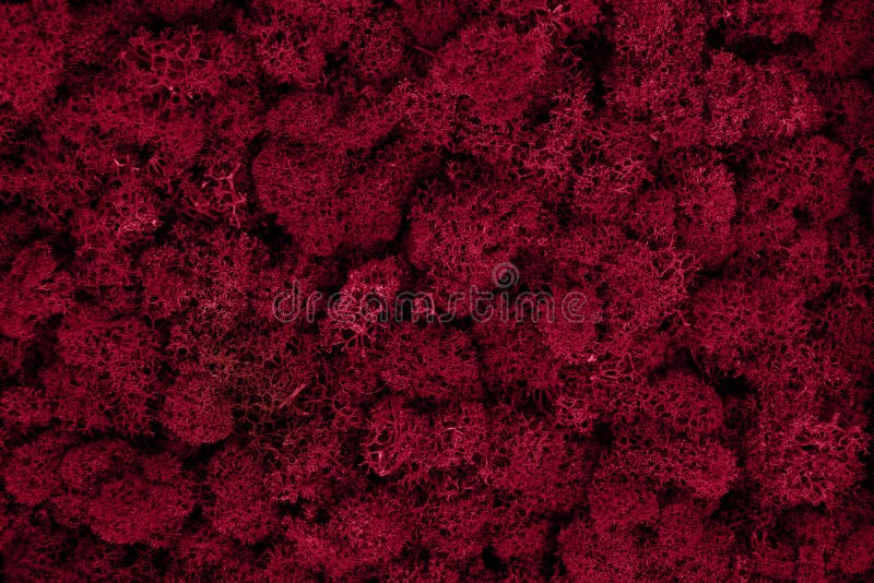 Dark green moss background stock image. Image of abstract - 264010745