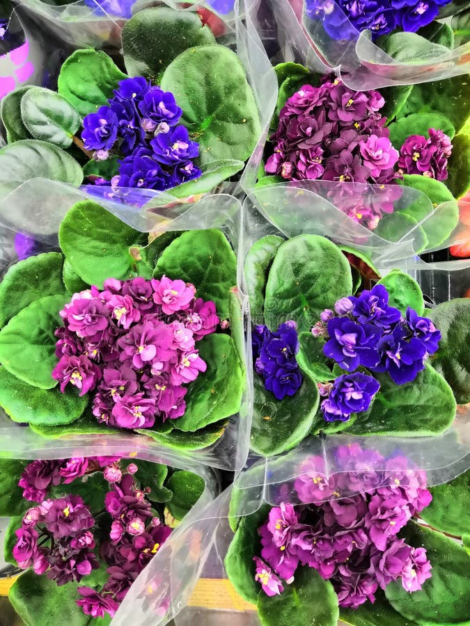 Vivacious Flower of Blue Violets on a Green Background Stock Image ...