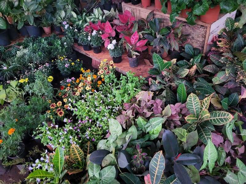 Vivero De Flores En La Ciudad Foto de archivo - Imagen de casa, crezca ...