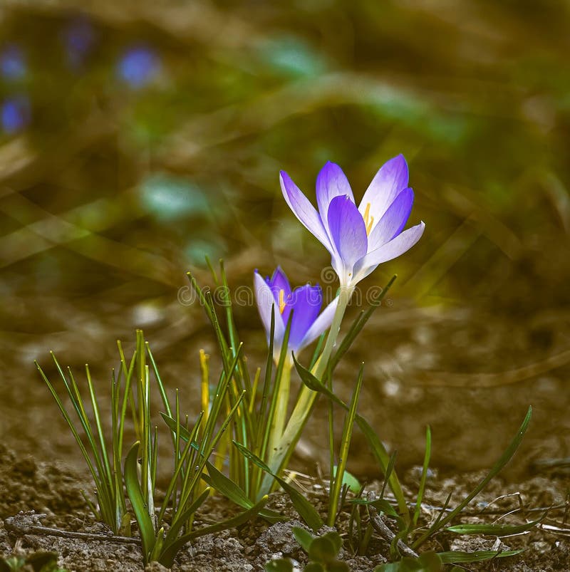 Vivid Appearance of Spring Crocus (Crocus Vernus) Stock Photo - Image ...