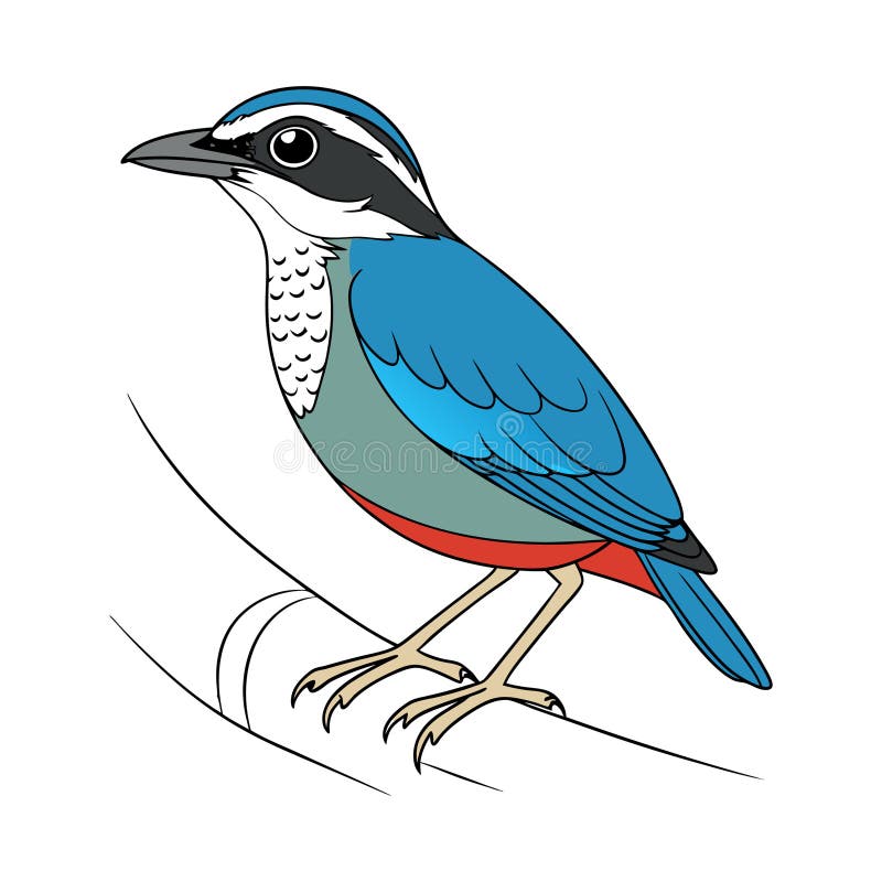 Vivid Azure-Breasted Pitta Bird Design Stock Image - Illustration of ...