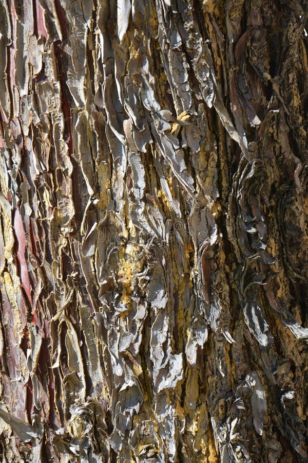 Vivid Barks on an Old Tree Texture Stock Photo - Image of fashion ...