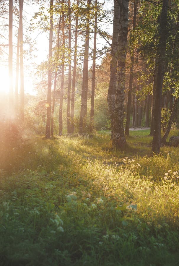 Vivid Beautiful Scene with Sunlight in Green Forest Stock Image - Image ...