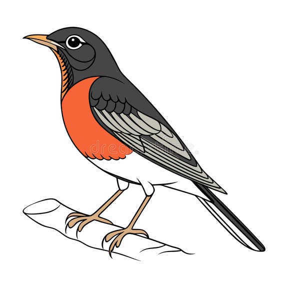 Vivid Black-Breasted Thrush Bird Design Stock Photo - Illustration of ...