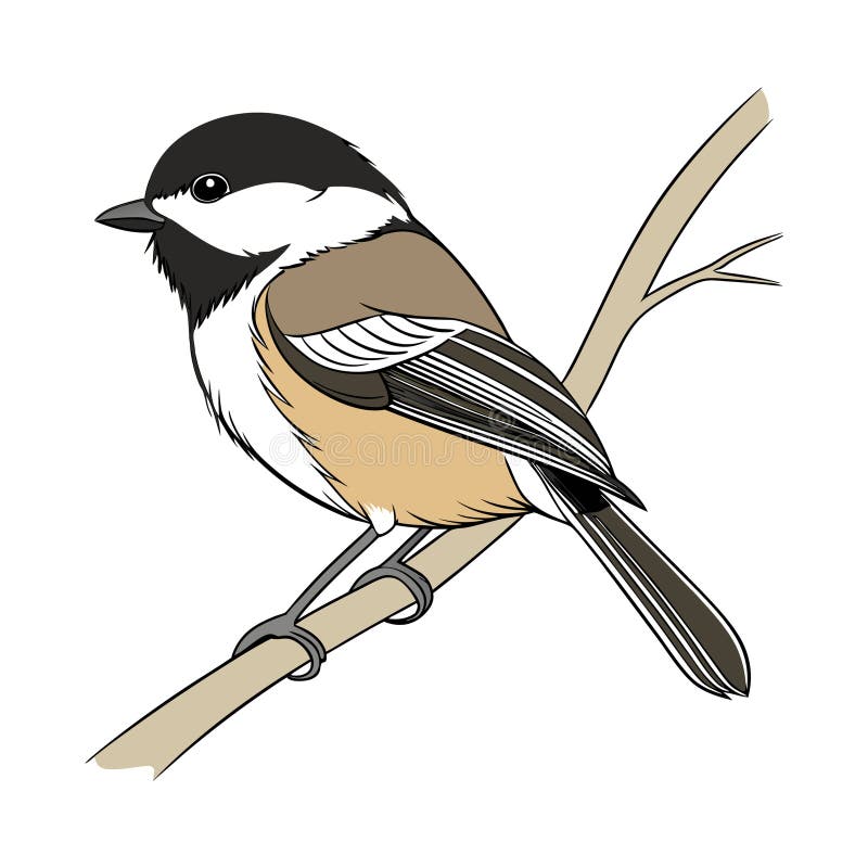 Vivid Black-Capped Chickadee Bird Illustration Stock Illustration - Illustration of behavior ...