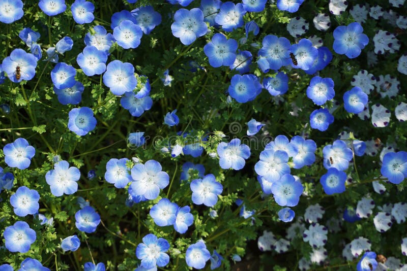 Vivid Blue Blooming Flower Spring and Summer Background Stock Photo ...