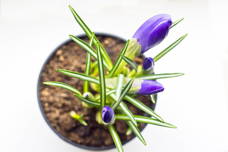 Vivid blue crocus in pot stock image. Image of closeup - 67849071