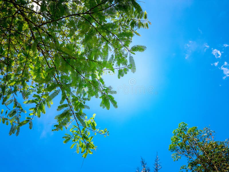 Low Angle View of Trees Against Blue Sky Background Stock Photo - Image ...