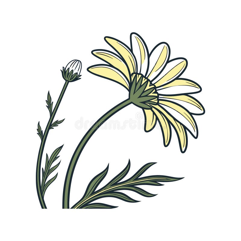 Vivid Butter Daisy Artwork for Botanical Themes Stock Illustration ...