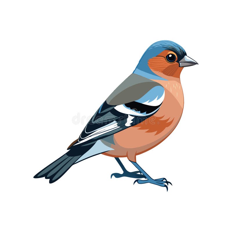 Vivid Chaffinch Bird Illustration Stock Illustration - Illustration of ...