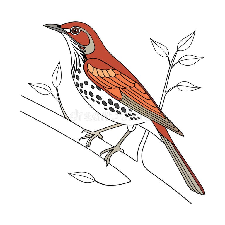 Vivid Chinese Thrush Bird Design Stock Photo - Illustration of behavior ...