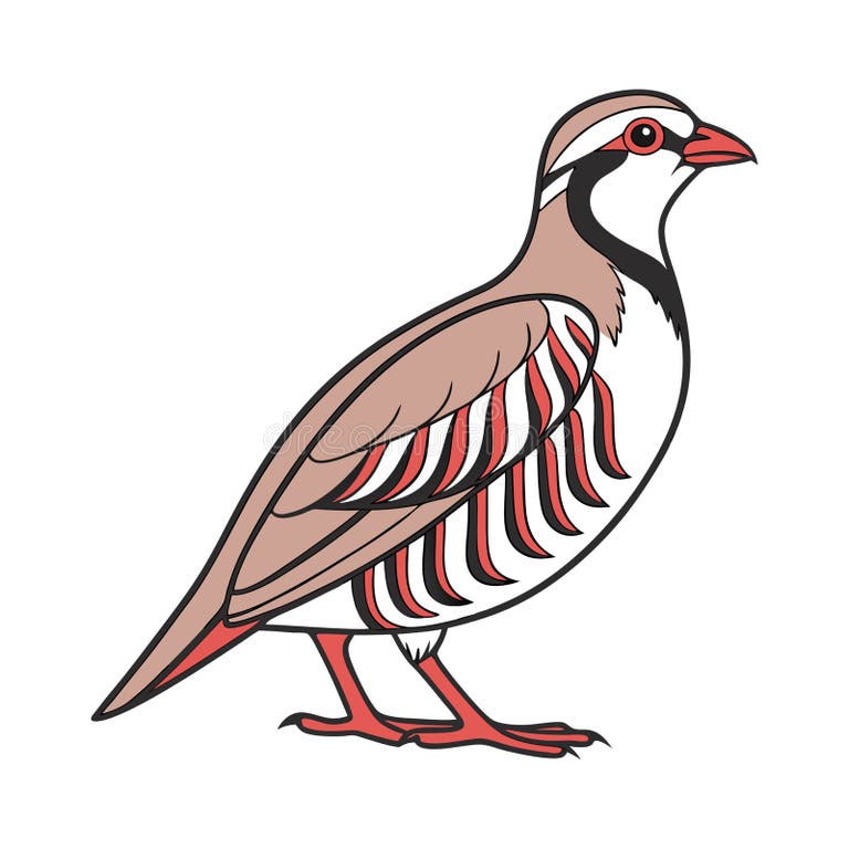 Chukar Stock Illustrations – 93 Chukar Stock Illustrations, Vectors ...
