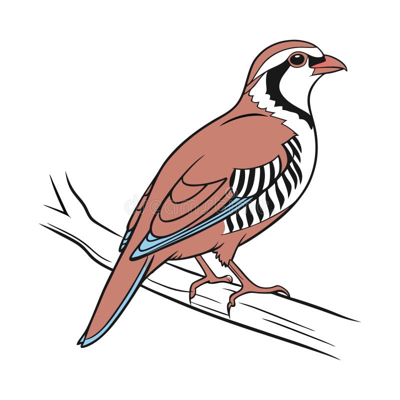 Vivid Chukar Partridge Bird Design Stock Photo - Illustration of ...