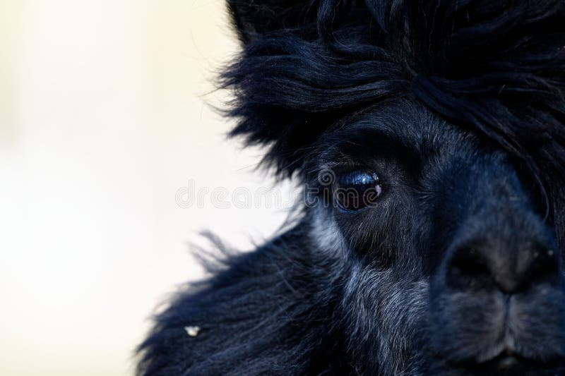 Vivid Close Up of a Cute Black Alpaca Stock Image - Image of grass ...