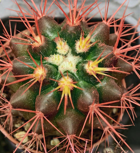 A Vivid Close-up Shot of a Healthy Cactus, Showing Its Complex ...