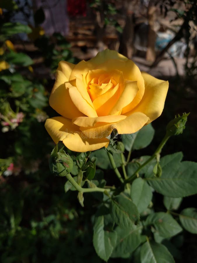 Vivid Closeup of a Yellow Rosa Landora Flower Stock Photo - Image of ...