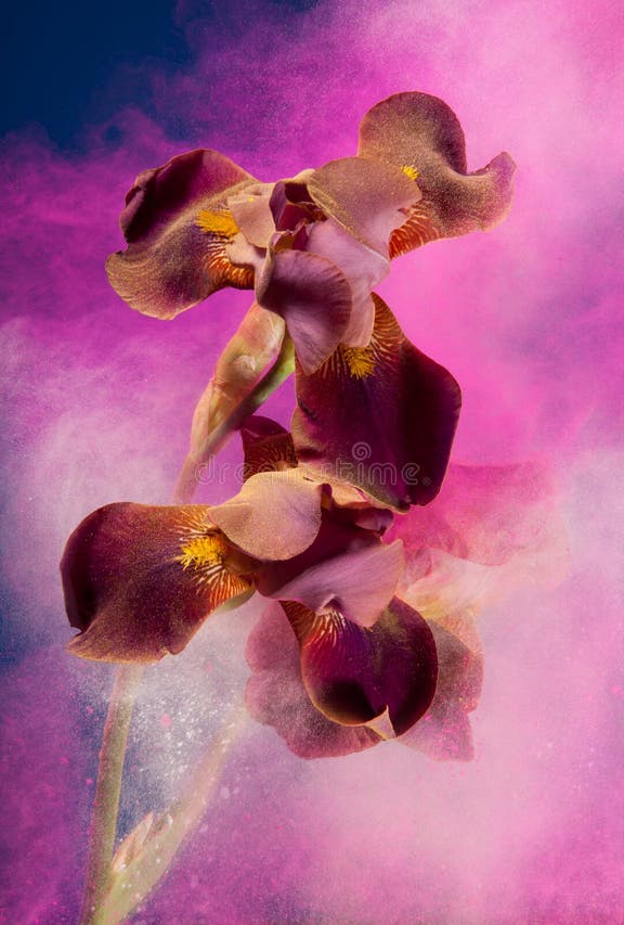 Vivid Color Motion Explosion Stock Photo - Image of nature, blossom: 21014930