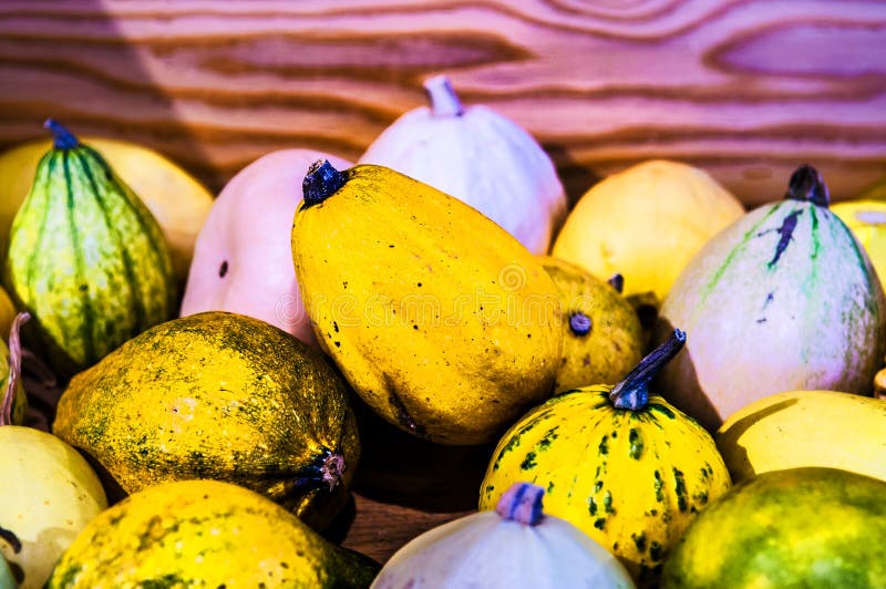 Vivid Color Squash, Group of Squash, Pop Art Stock Image - Image of ...