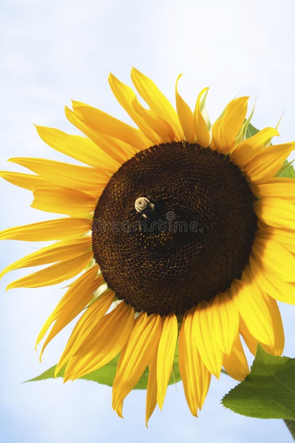 The Vivid Colors of a Sunflower Under a Blue-grey Sky Stock Photo ...