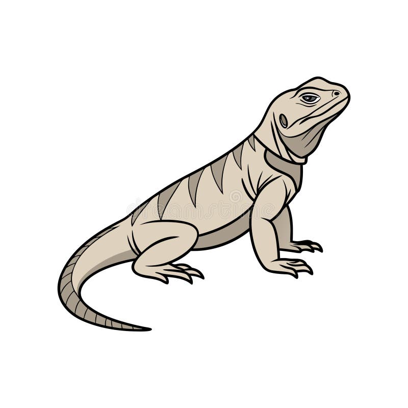 Common Chuckwalla Stock Illustrations – 13 Common Chuckwalla Stock ...