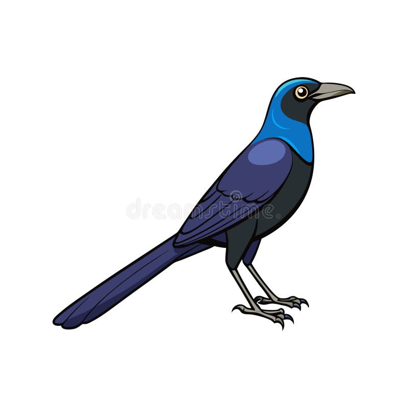 Vivid Common Grackle Portrait Stock Illustration - Illustration of ...