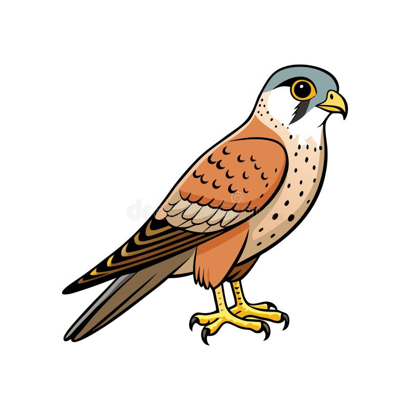 Vivid Common Kestrel Illustration Stock Illustrations – 6 Vivid Common Kestrel Illustration ...