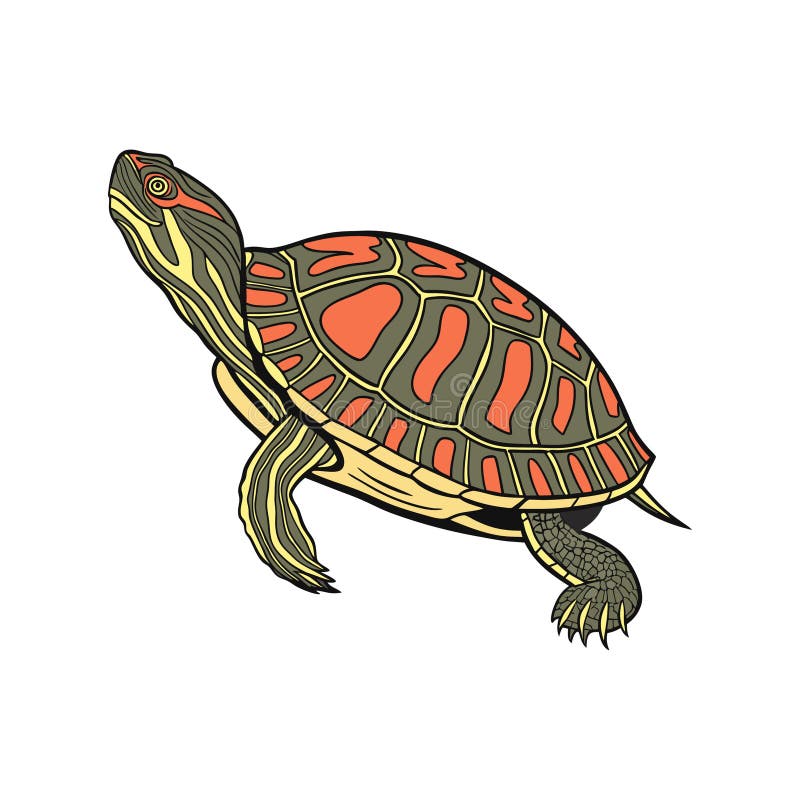 Vivid Common Map Turtle Nature Representation Stock Illustration ...