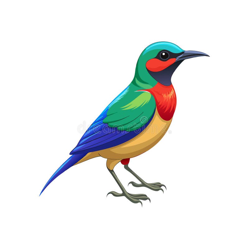 Vivid Common Sunbird Stock Illustrations – 5 Vivid Common Sunbird Stock ...